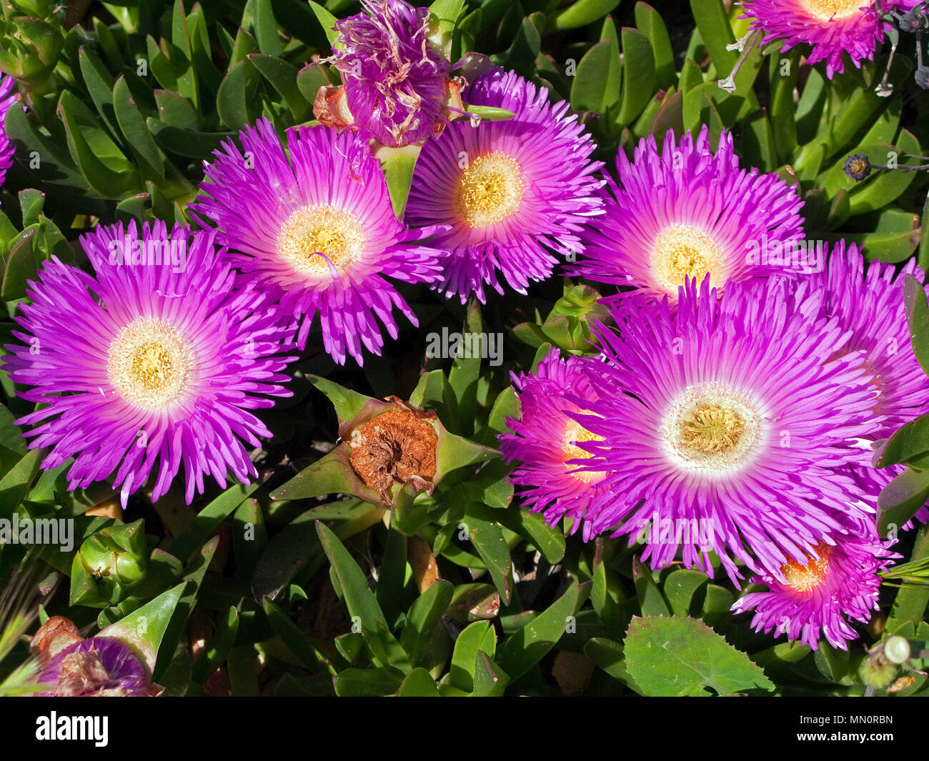 Carpobrotus hi-res stock photography and images - Alamy