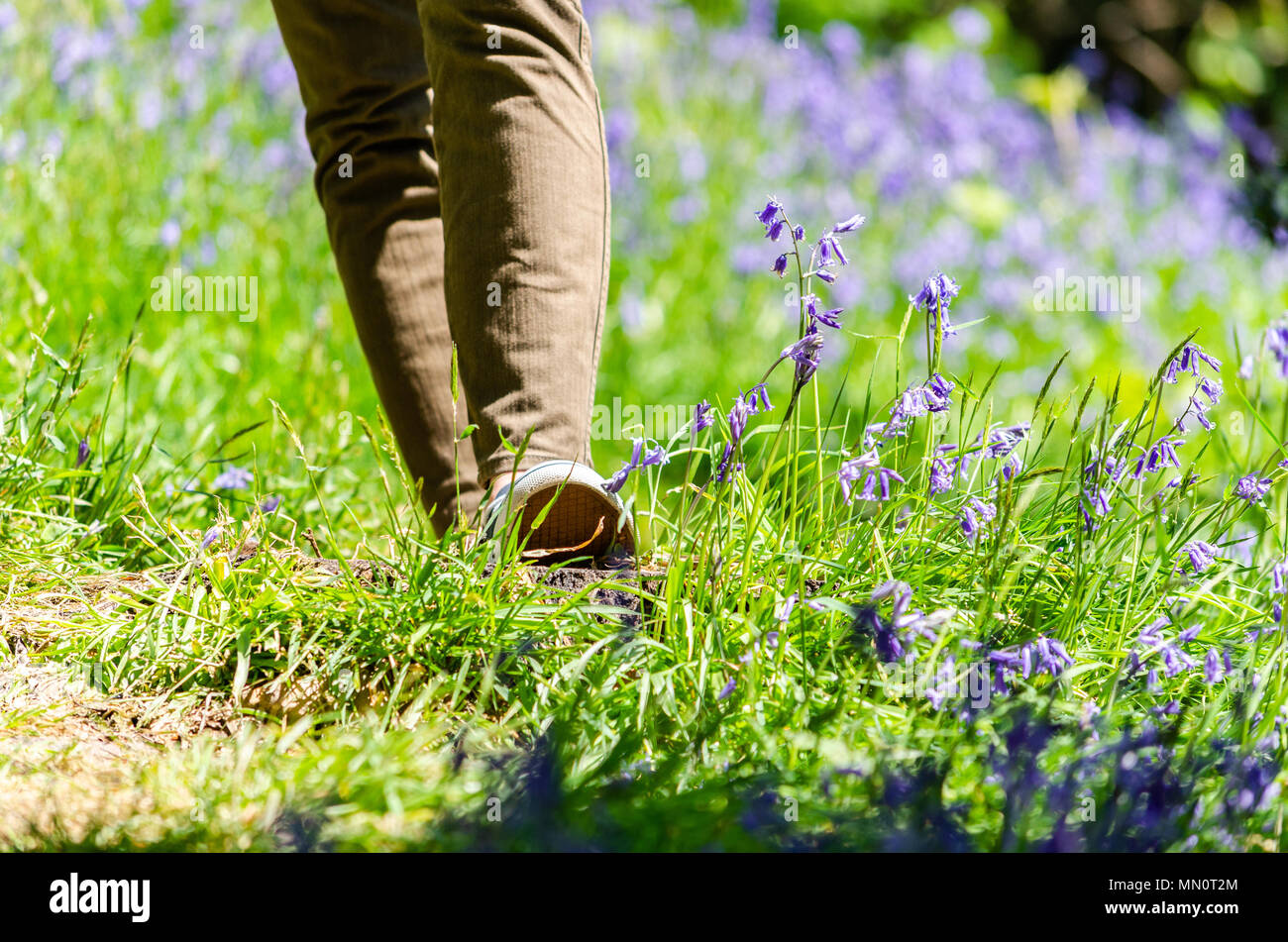 Walking in field of flowers hi-res stock photography and images - Alamy