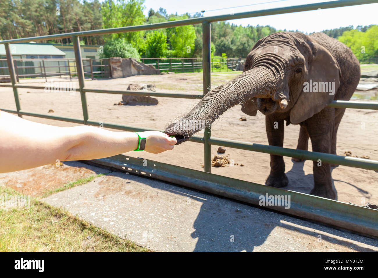 a human hand touches an elephant trunk Stock Photo - Alamy