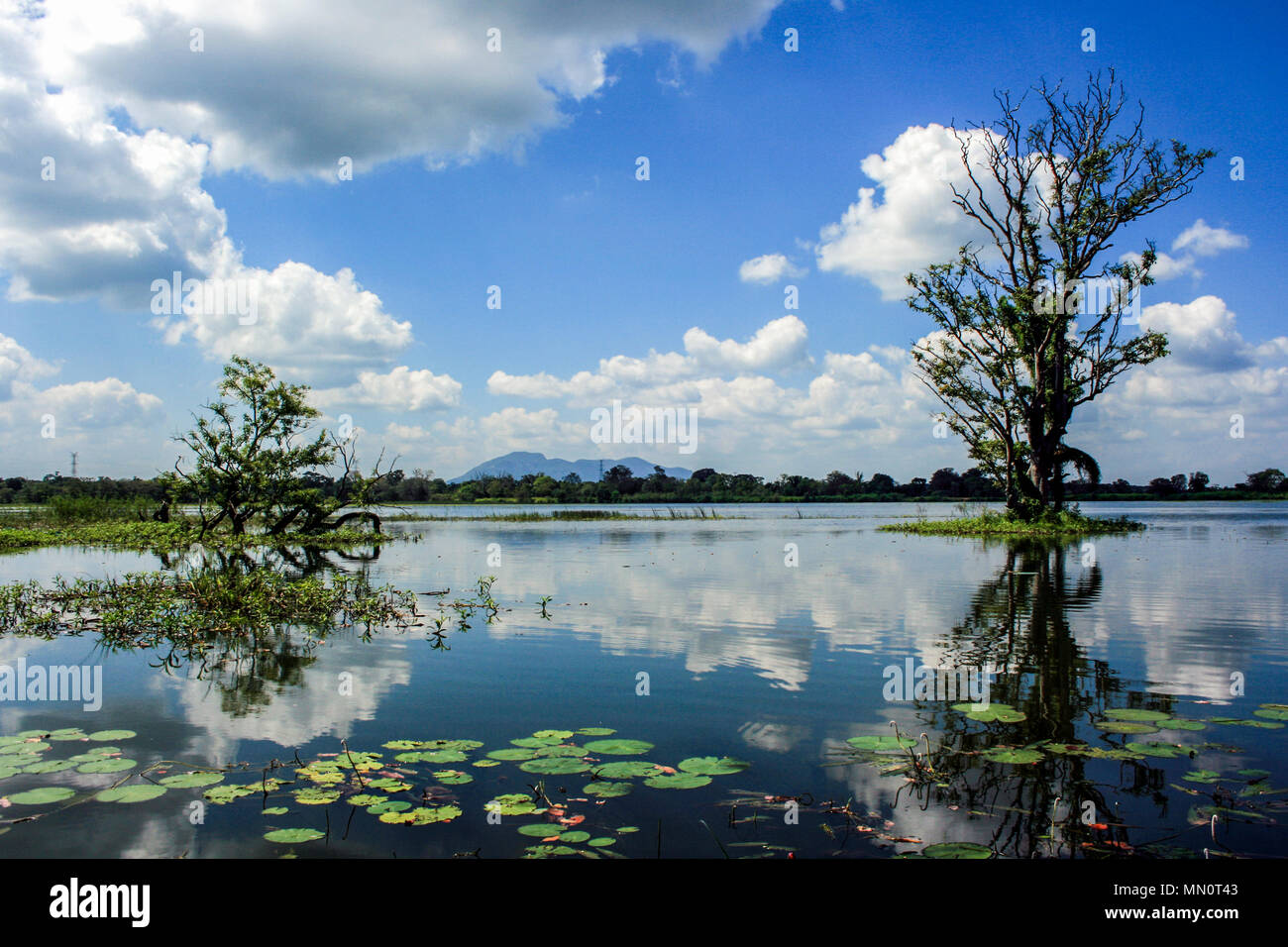 Habarana Lake, Habarana in the Anuradhapura District of Sri Lanka Stock ...