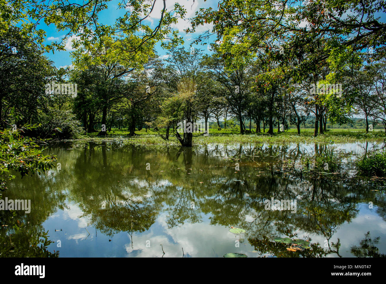 Habarana Lake, Habarana in the Anuradhapura District of Sri Lanka Stock ...