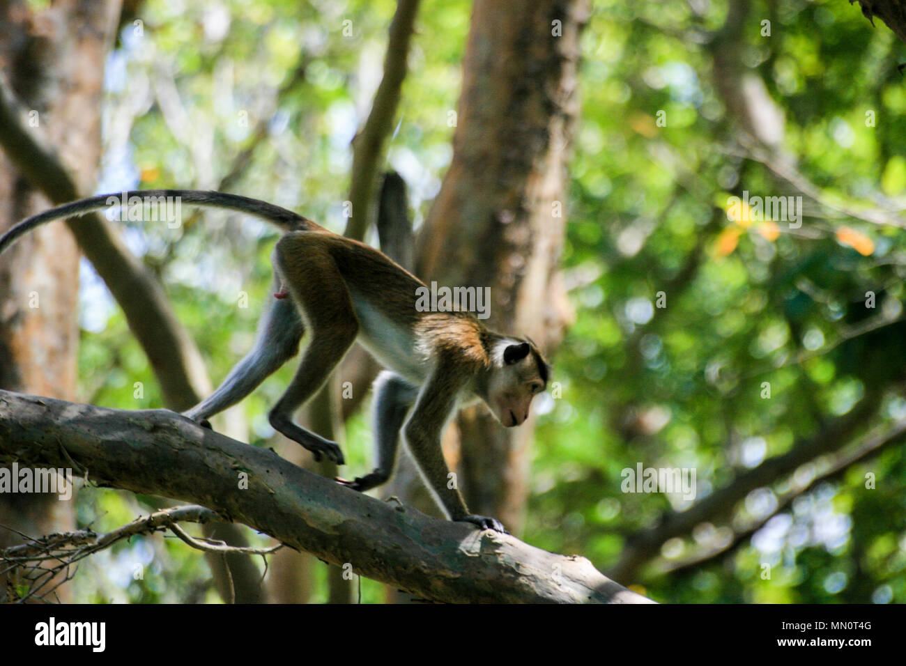 Habarana Lake, Habarana in the Anuradhapura District of Sri Lanka Stock ...