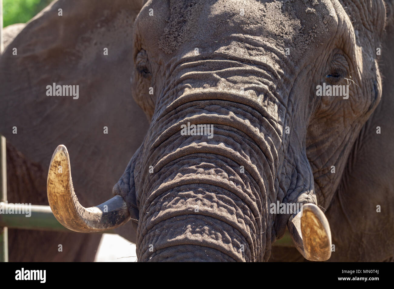 Young cow asian elephant hi-res stock photography and images - Alamy