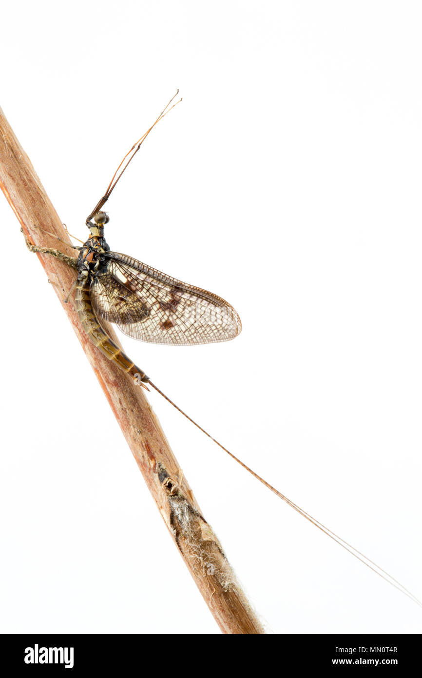 Mayfly dorset hi-res stock photography and images - Alamy