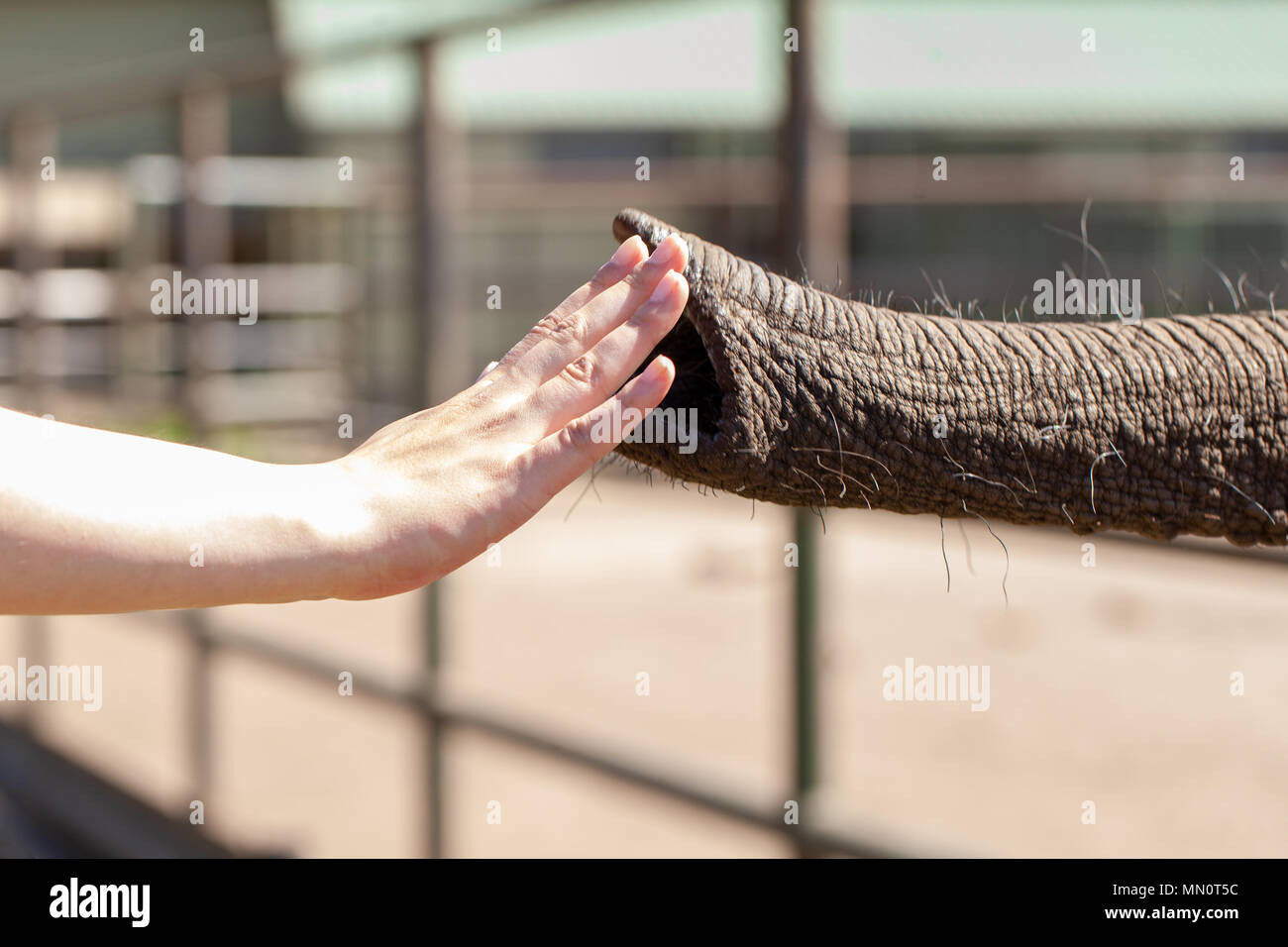 a human hand touches an elephant trunk Stock Photo - Alamy