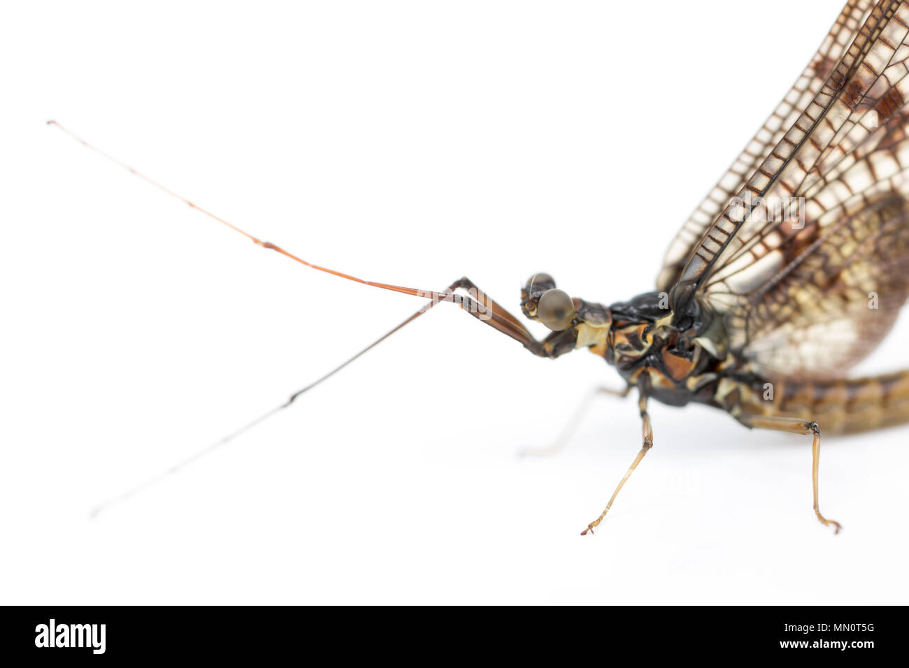 Mayfly eye hi-res stock photography and images - Alamy