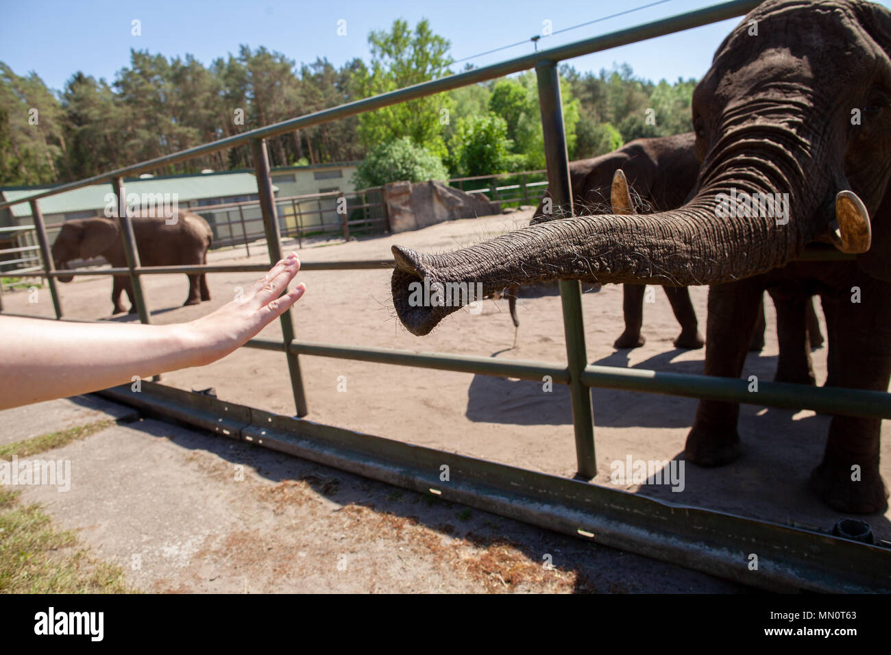 a human hand touches an elephant trunk Stock Photo - Alamy