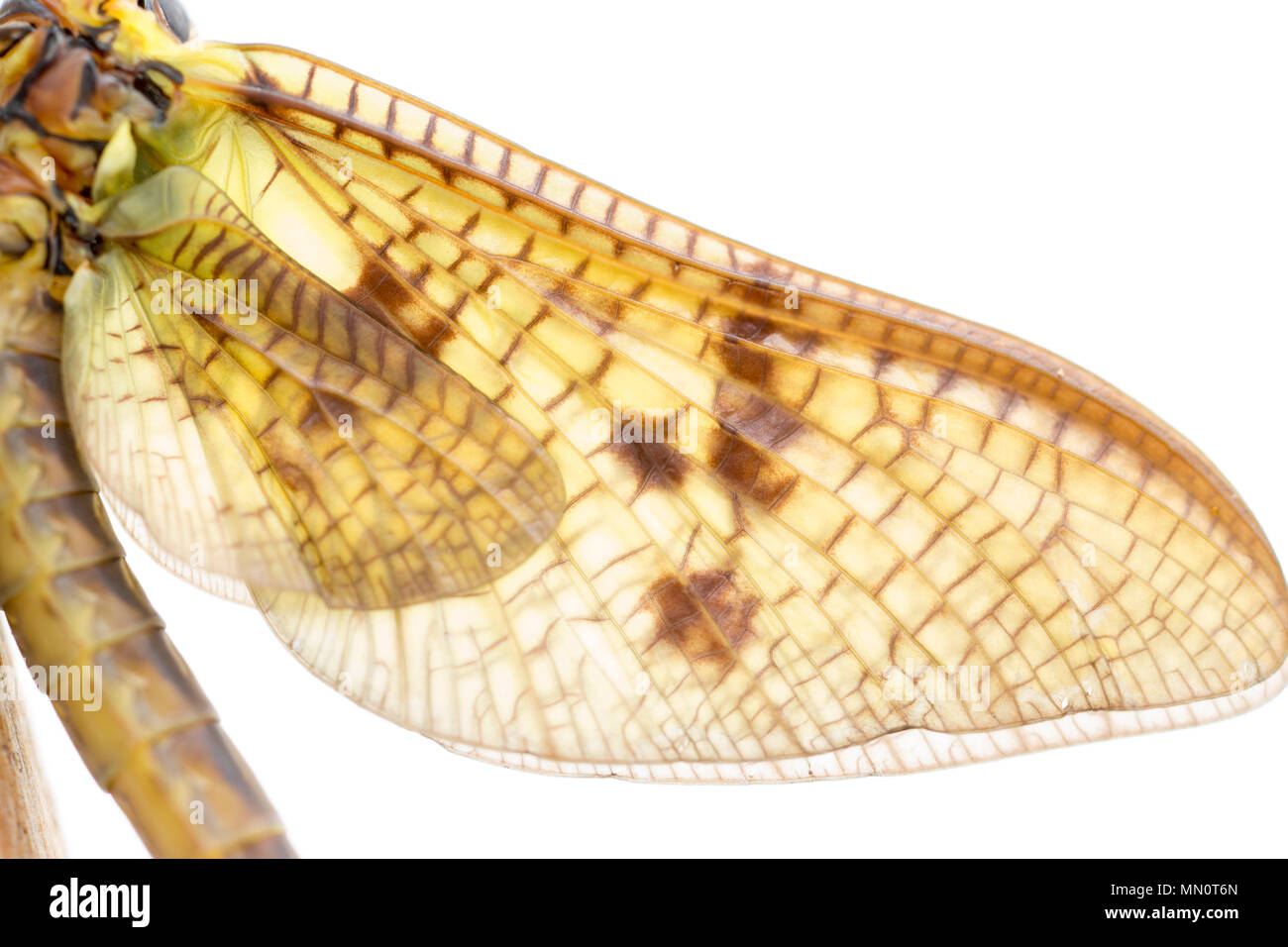 Mayfly wing hi-res stock photography and images - Alamy