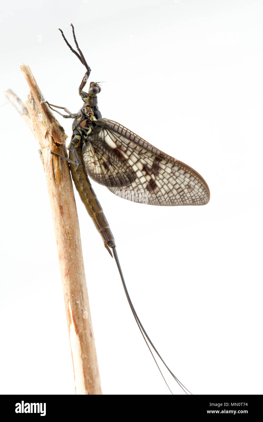 White mayflies hi-res stock photography and images - Alamy