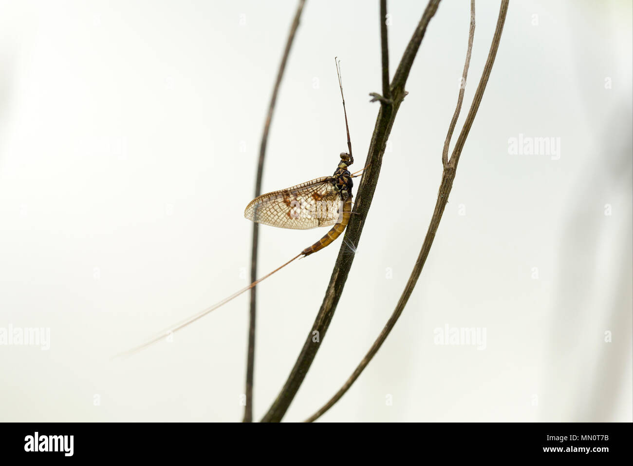Mayfly Species High Resolution Stock Photography and Images - Alamy