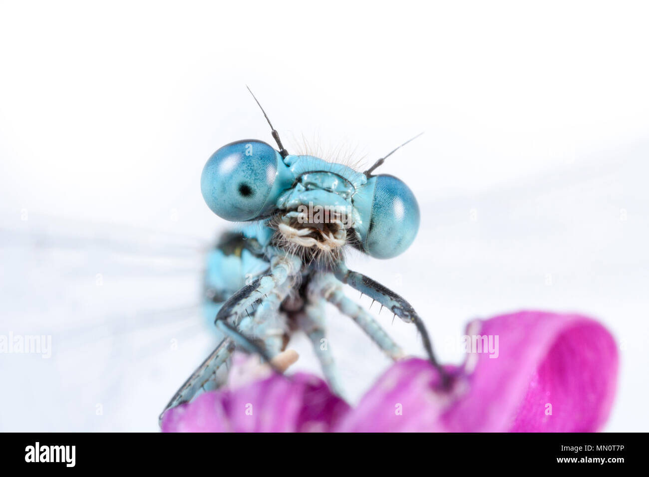 Damsel fly face hi-res stock photography and images - Alamy