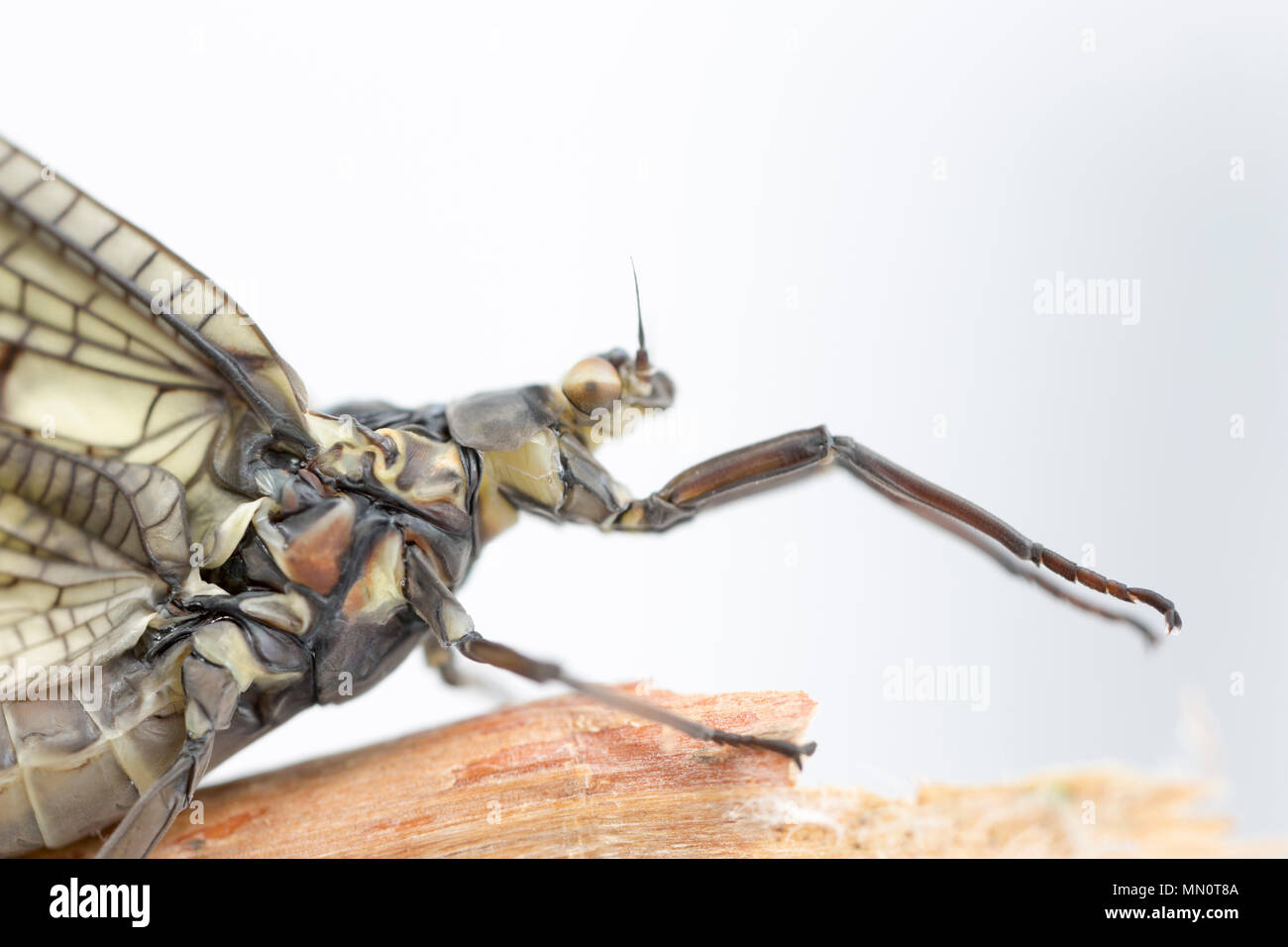 White mayflies hi-res stock photography and images - Alamy
