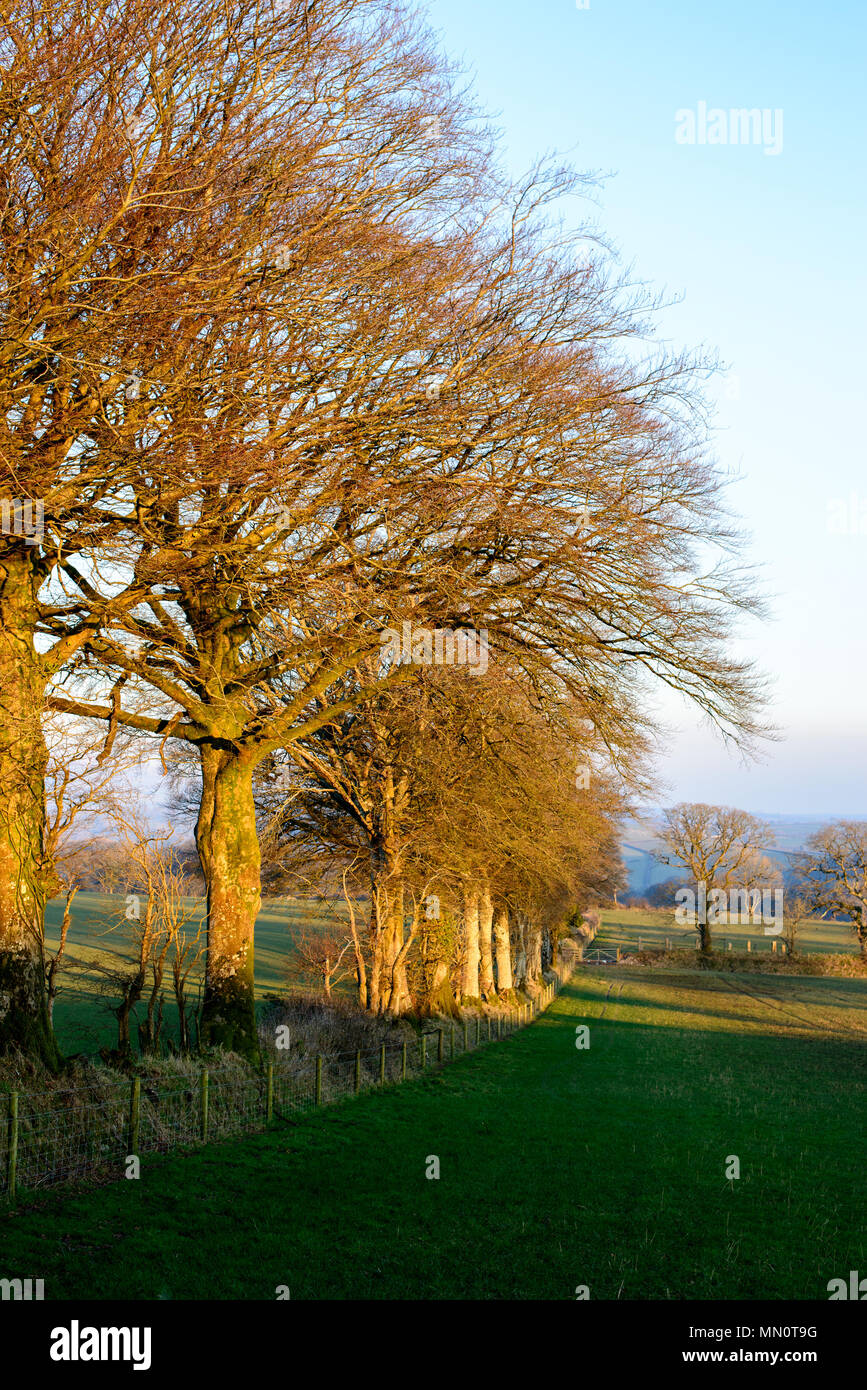 Beech hedge trees hi-res stock photography and images - Alamy