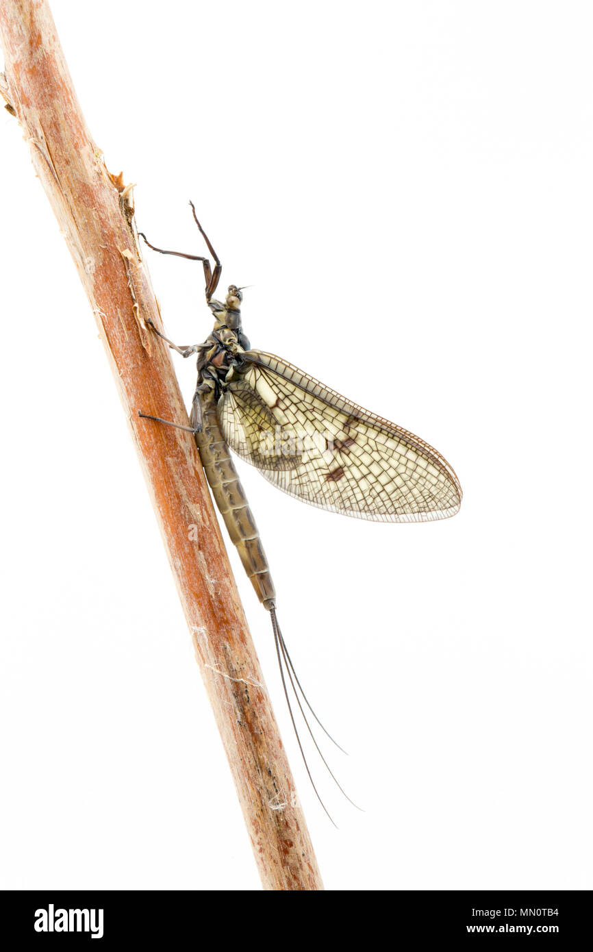 Mayfly on water hi-res stock photography and images - Alamy