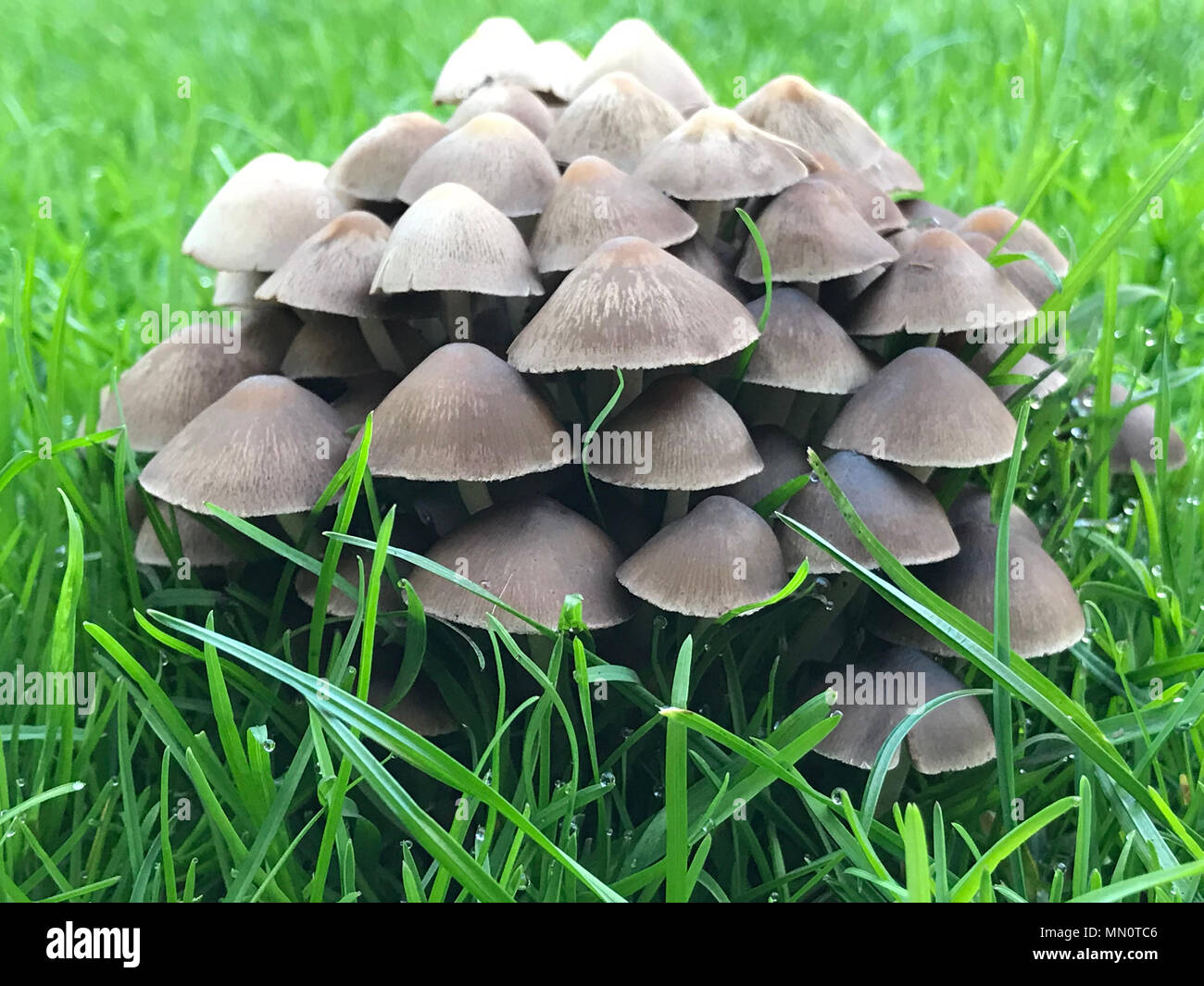 Mushroom colony hi-res stock photography and images - Alamy