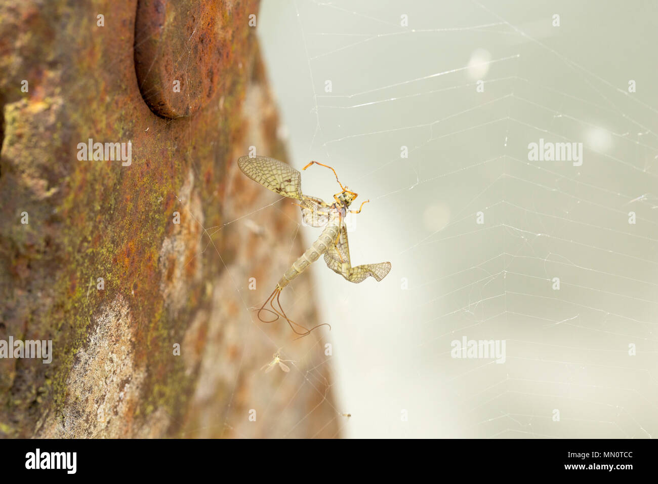 Dead mayfly hi-res stock photography and images - Alamy