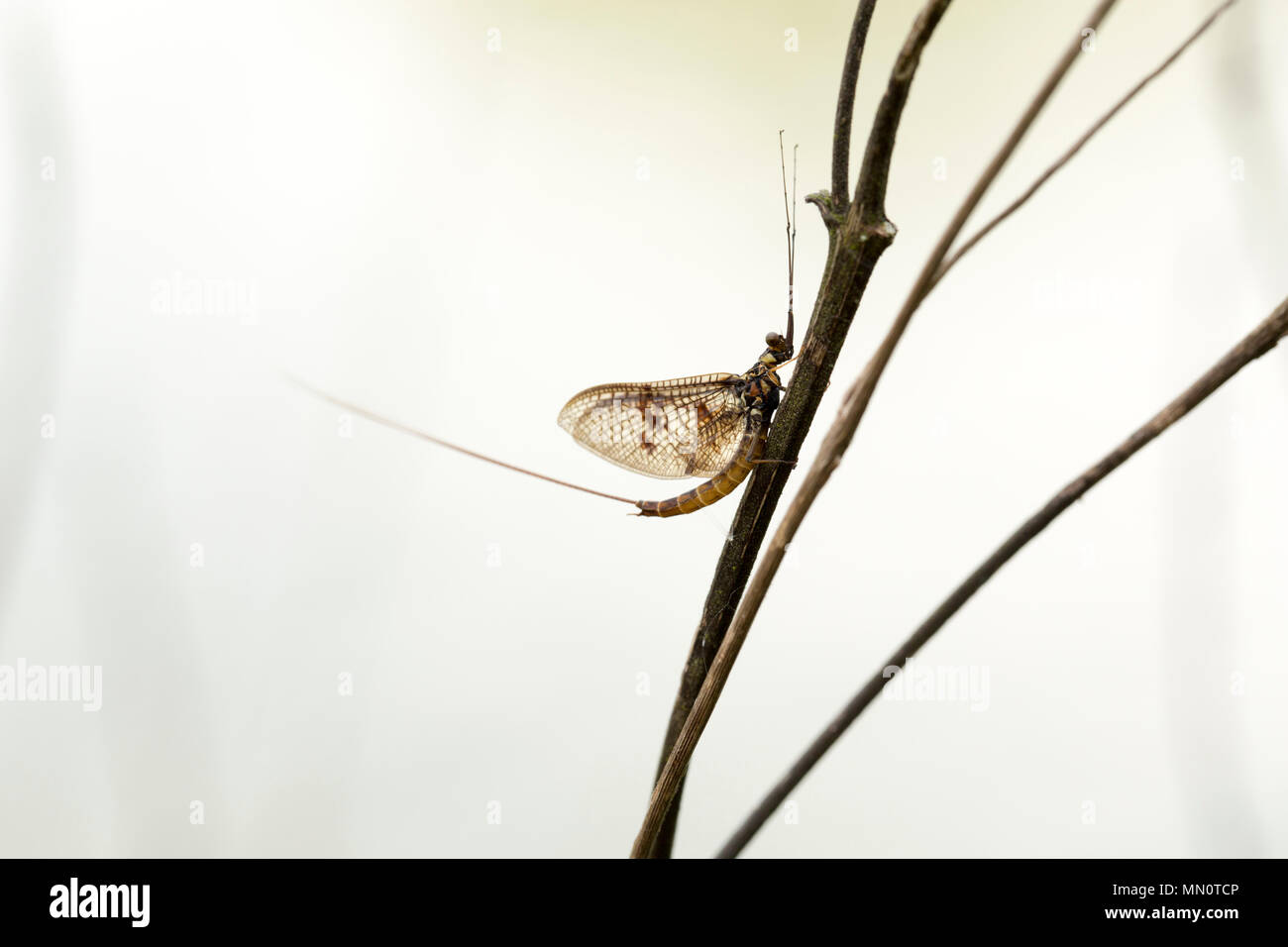 May fly hi-res stock photography and images - Alamy