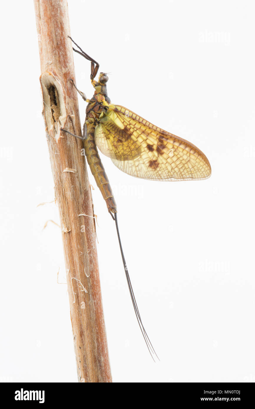 Mayfly Species High Resolution Stock Photography and Images - Alamy