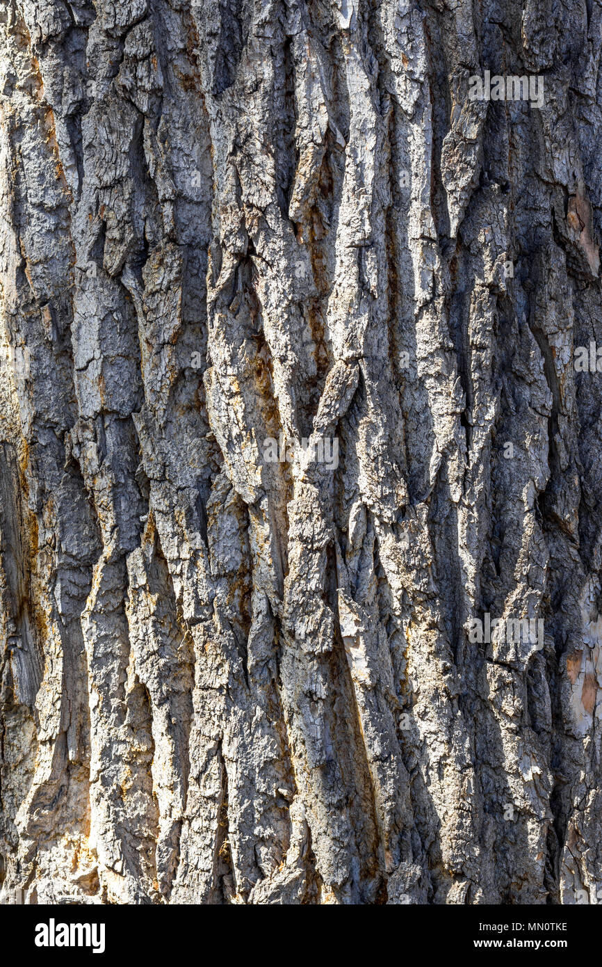Bark of Cottonwood - Populus fremontii - tree, USA Stock Photo - Alamy