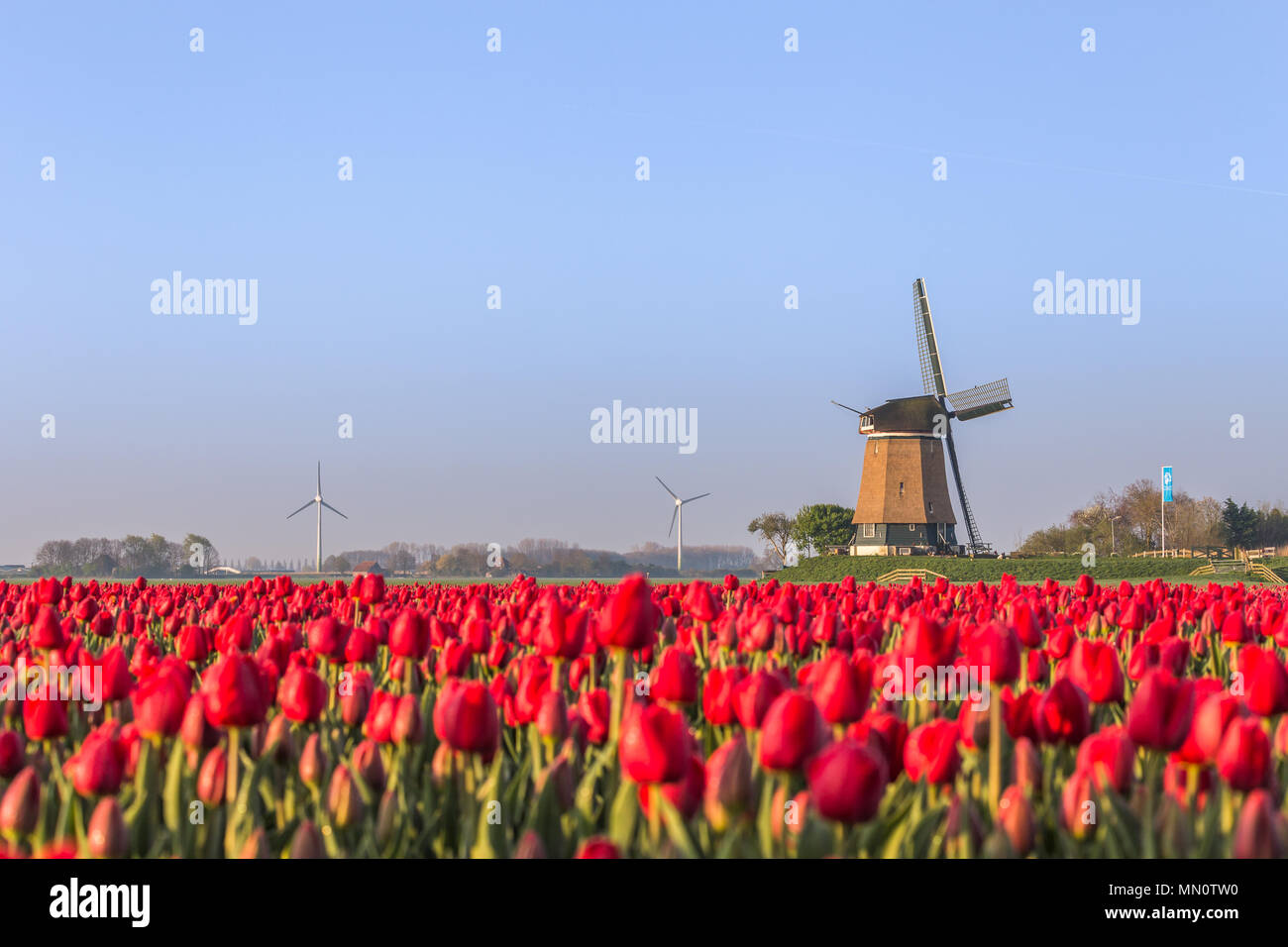 Holland tulips windmill hi-res stock photography and images - Alamy