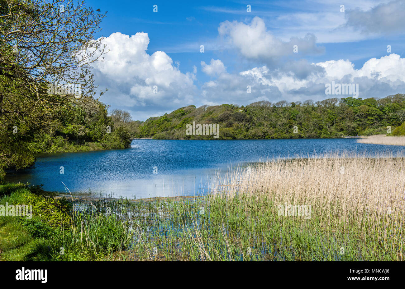 Lily pond wales united kingdom hi-res stock photography and images - Alamy