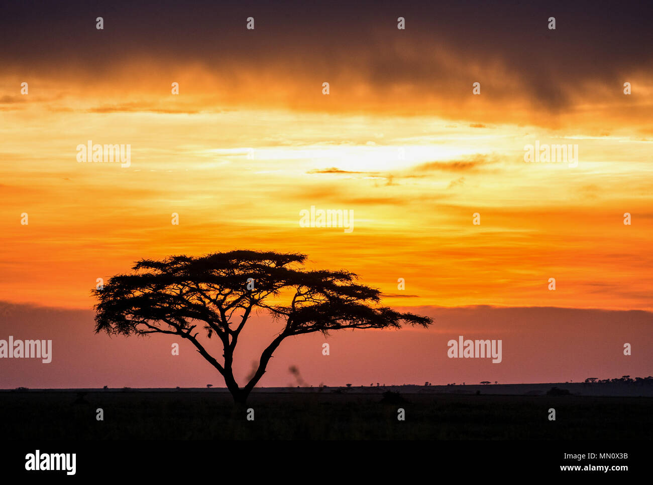 Solitary tree in the savanna against a background of a stunning sunset ...