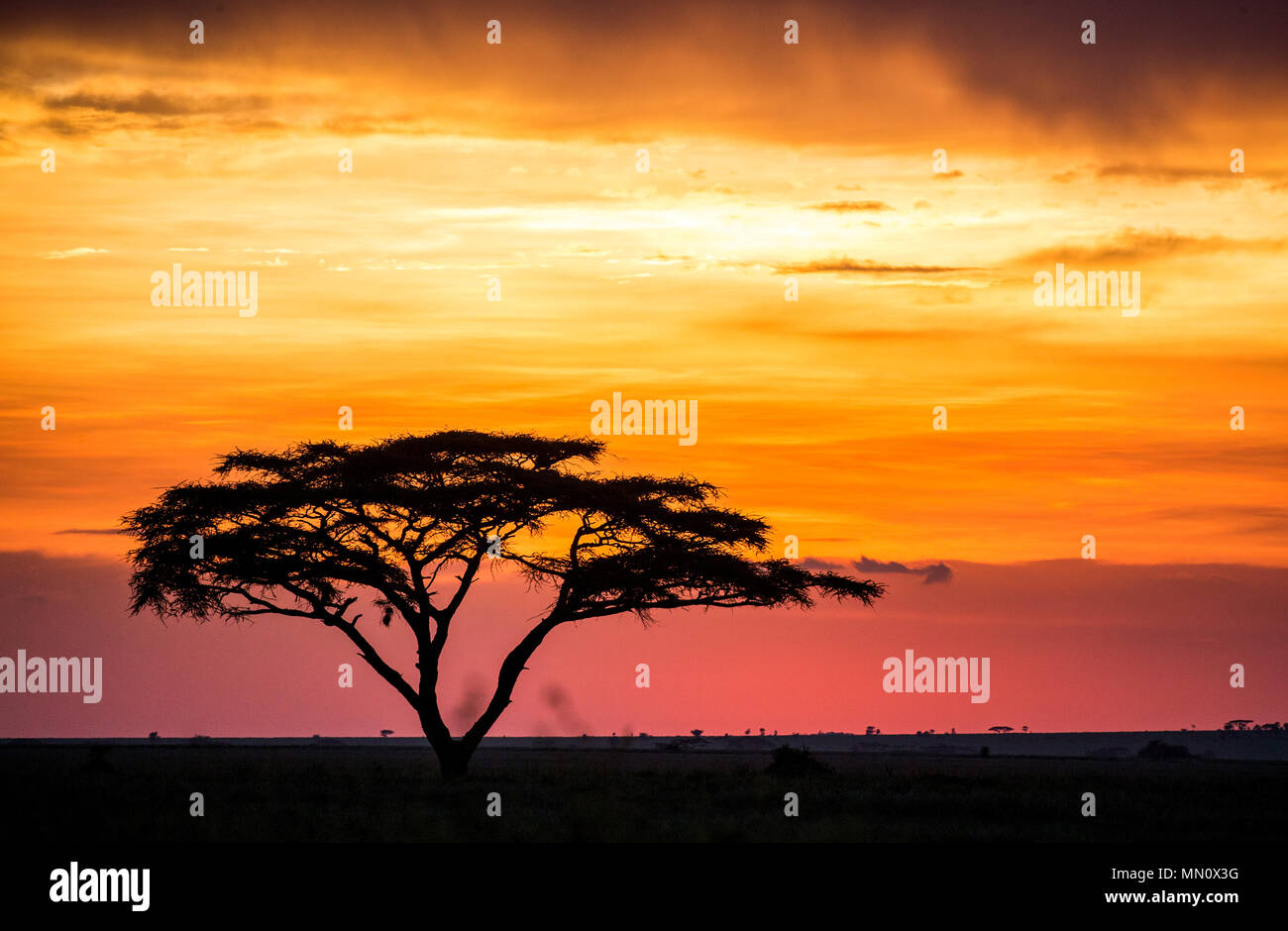 Solitary tree in the savanna against a background of a stunning sunset ...