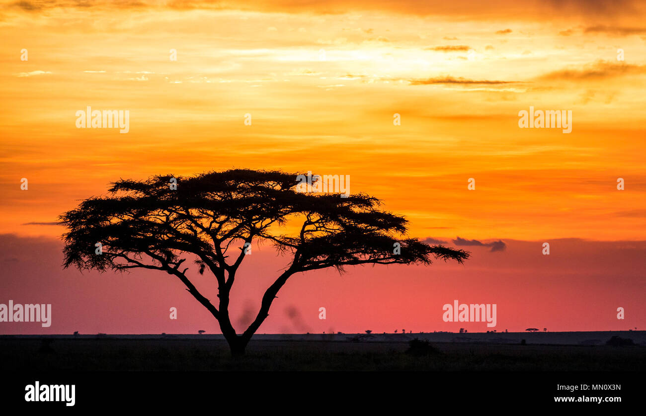 Solitary tree in the savanna against a background of a stunning sunset ...