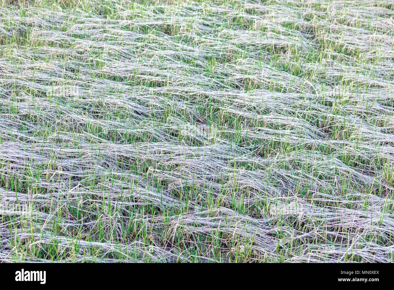 detailed image of grass in a wetlands in southampton, ny Stock Photo ...
