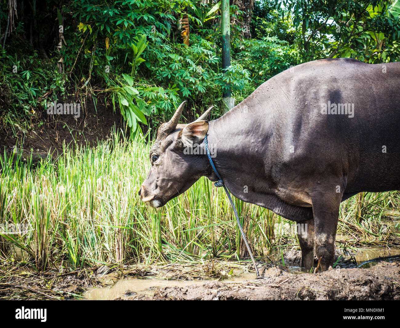 Water buffalo in the paddy rice field by the road Stock Photo - Alamy