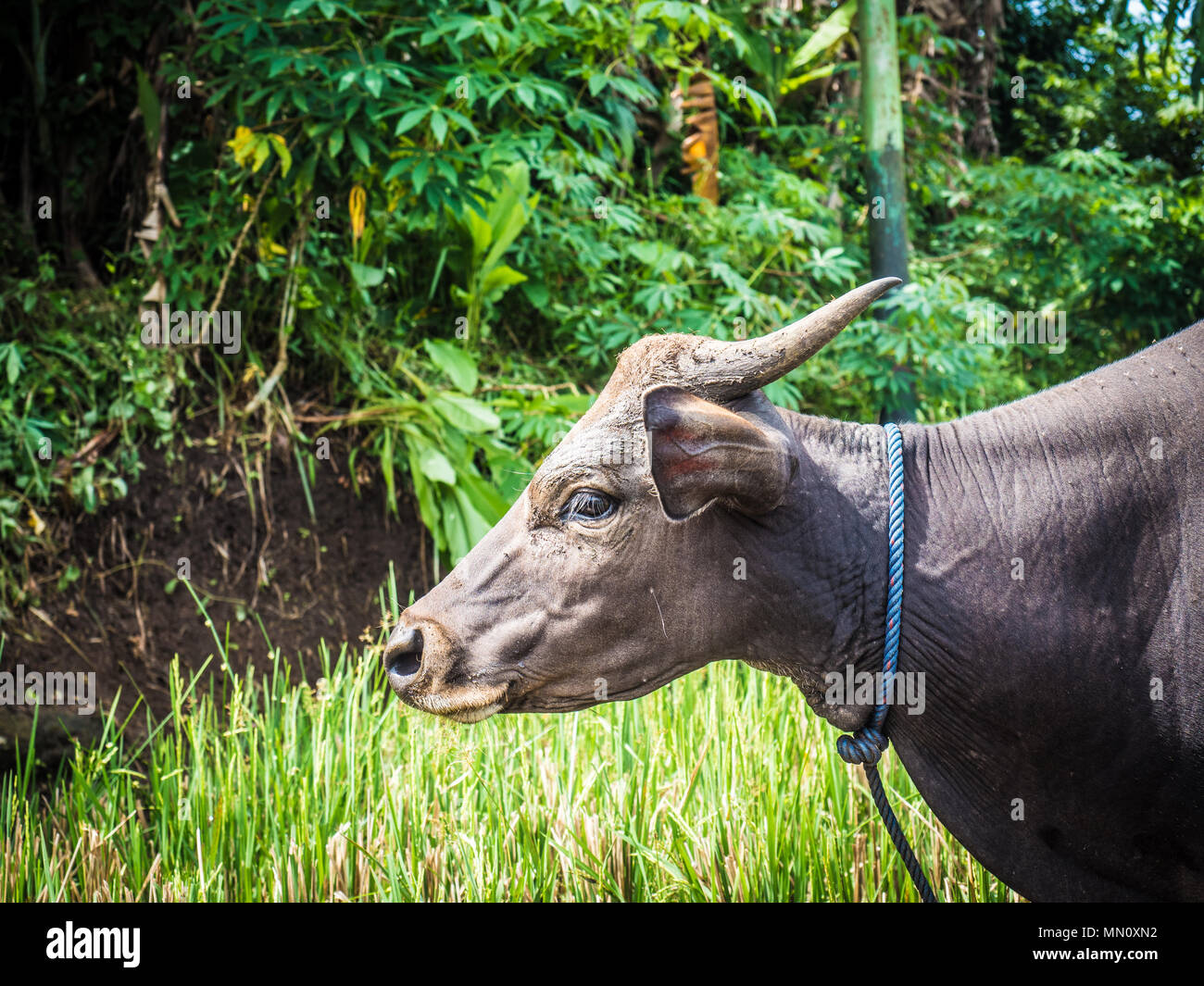 Water buffalo in the paddy rice field by the road Stock Photo - Alamy
