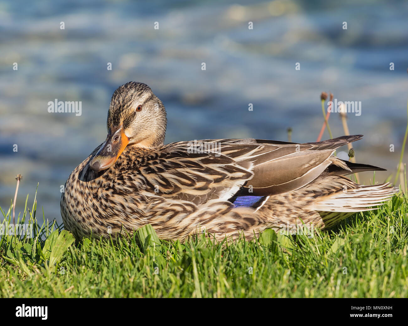 Zurich fauna hi-res stock photography and images - Alamy