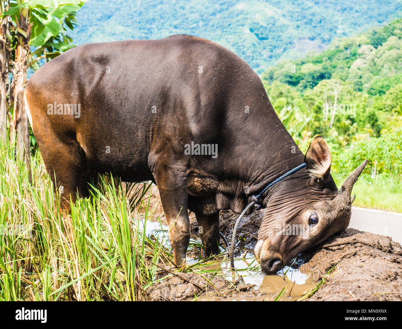 Cow in the paddy field hi-res stock photography and images - Alamy