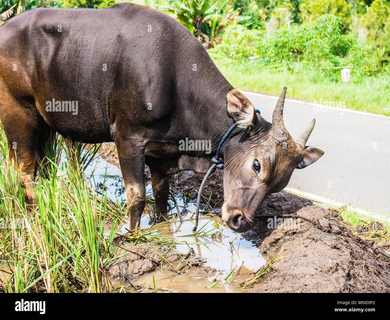 Water buffalo in the paddy rice field by the road Stock Photo - Alamy