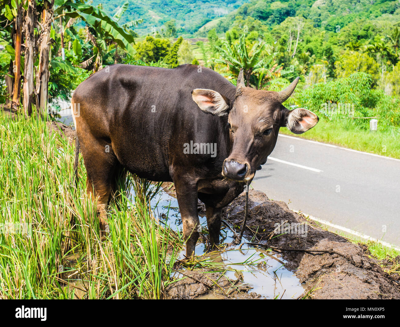 Water buffalo in the paddy rice field by the road Stock Photo - Alamy