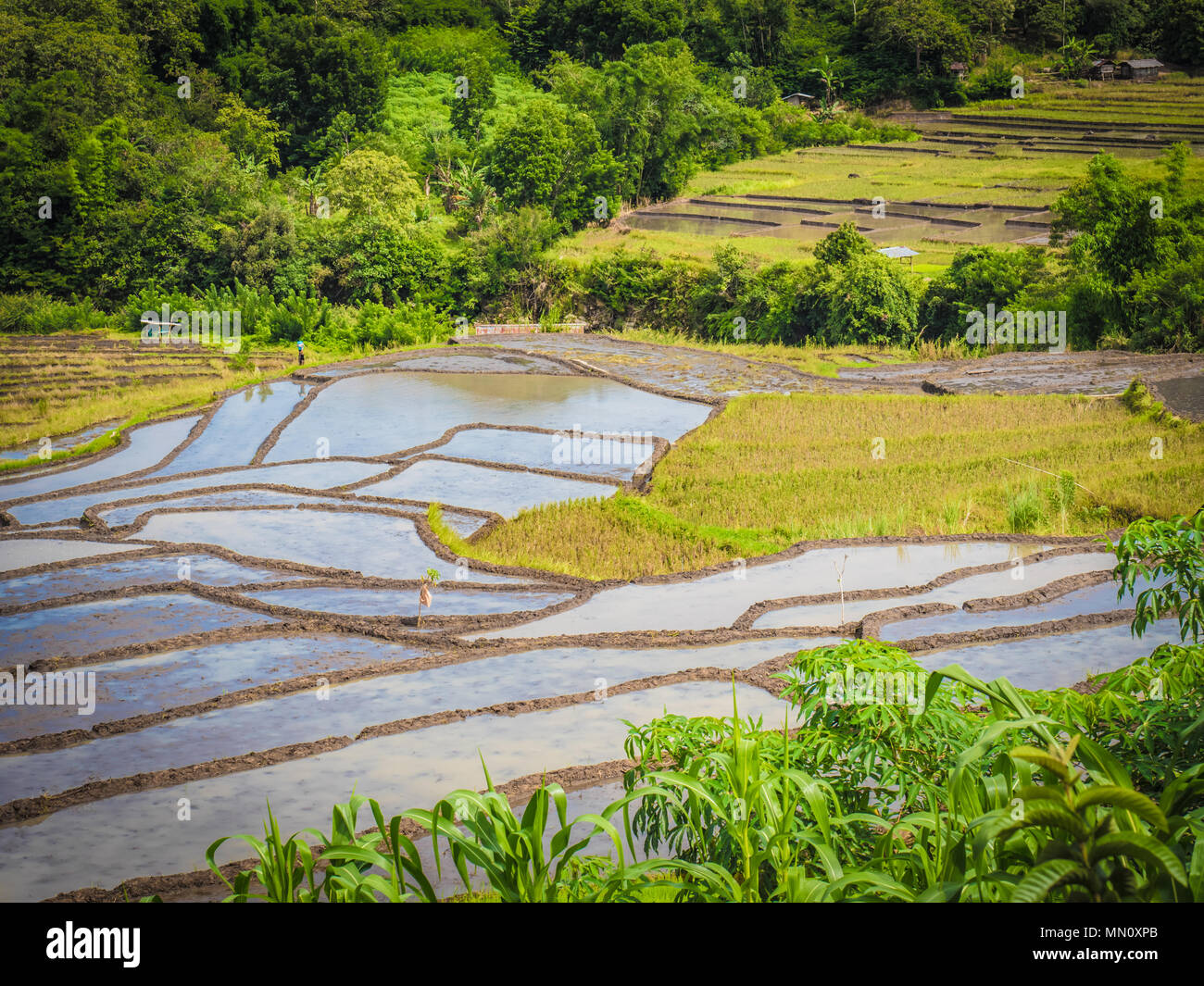 Local farmers working on paddy rice fields Stock Photo - Alamy