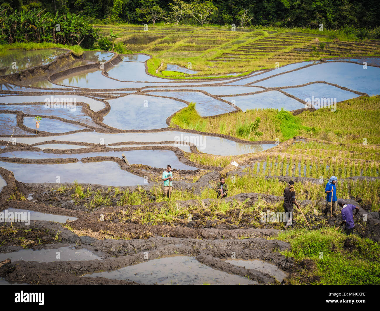 Farmers working on rice field hi-res stock photography and images - Alamy