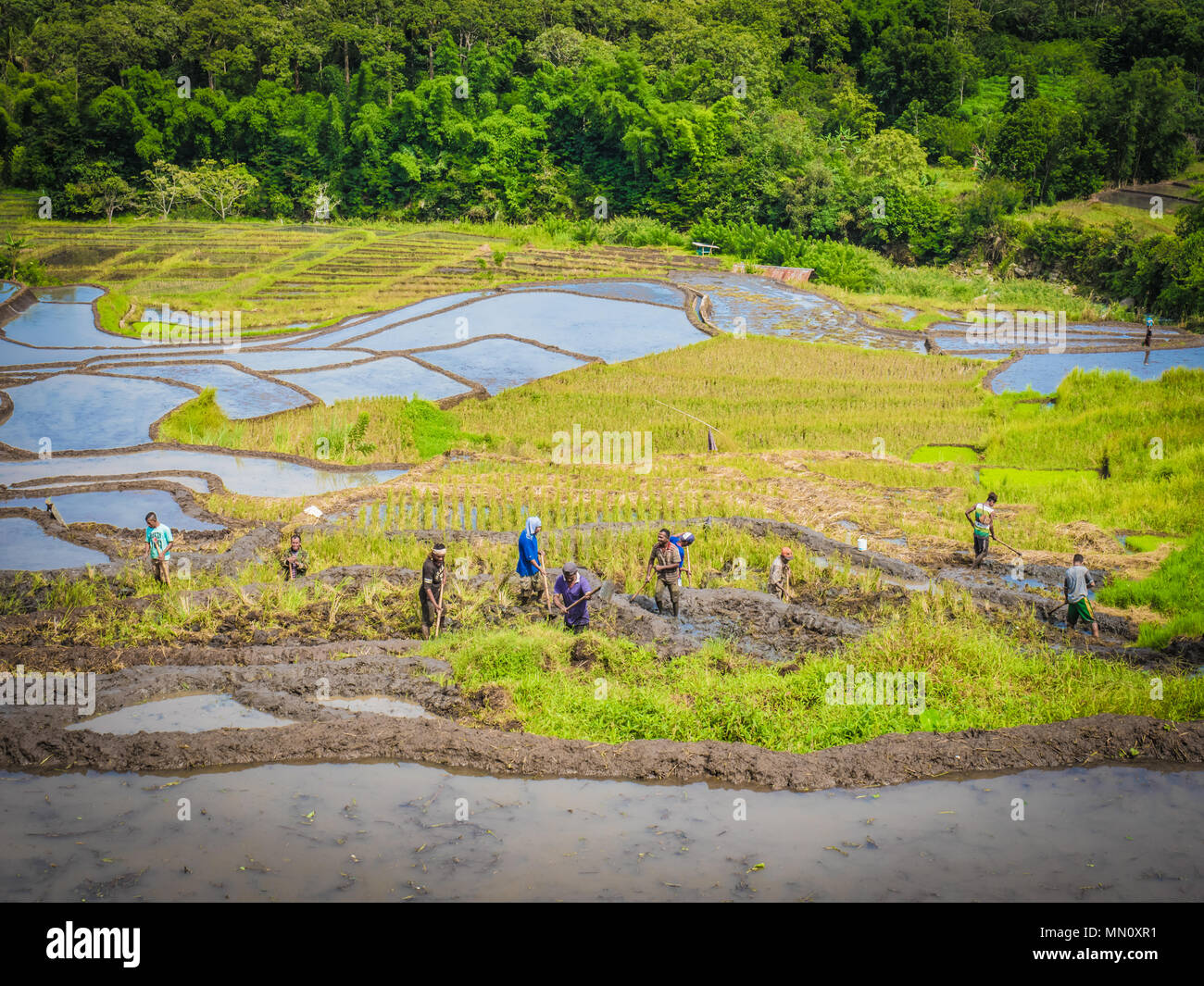 Farmers working on rice field hi-res stock photography and images - Alamy