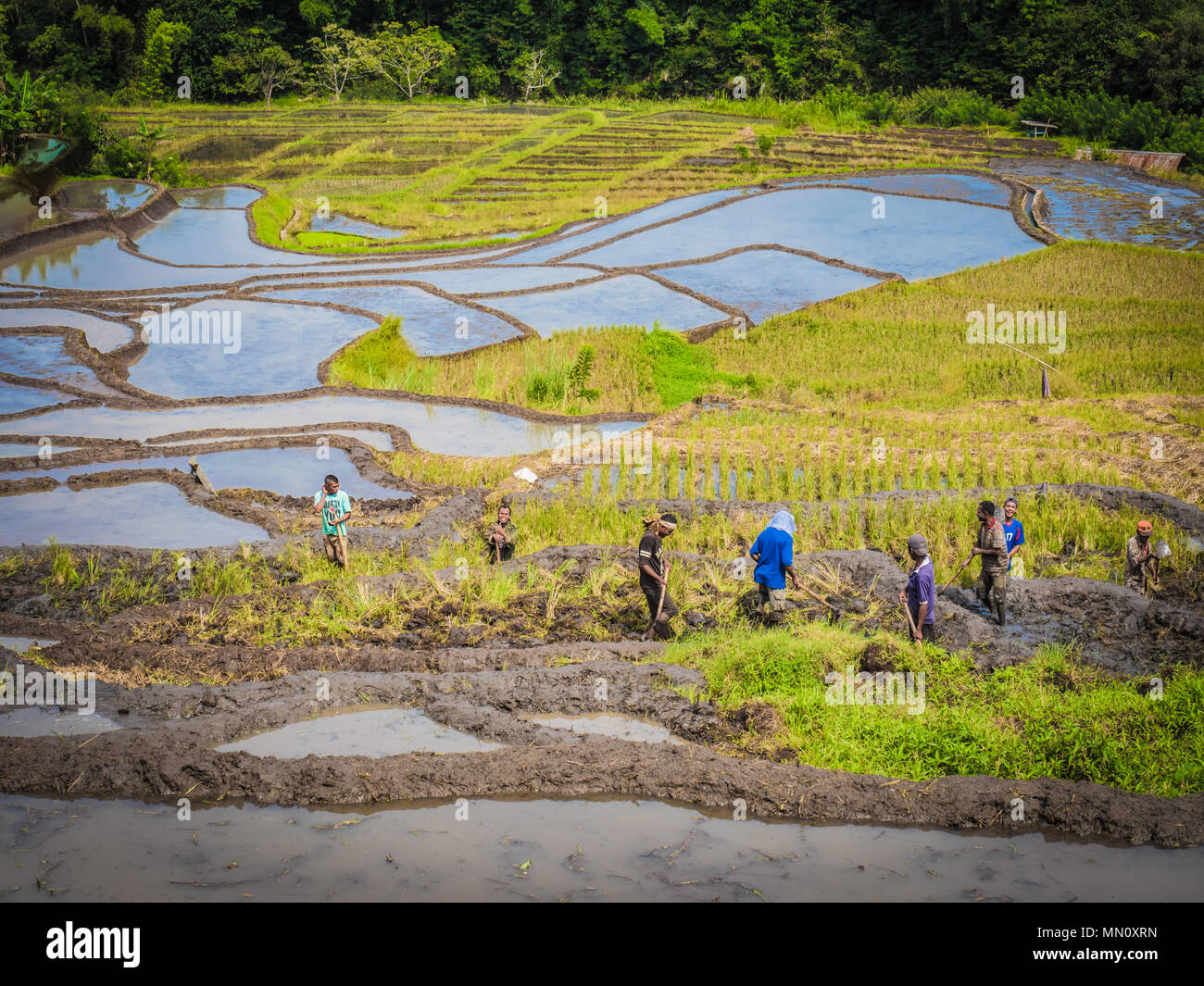Local farmers working on paddy rice fields Stock Photo - Alamy