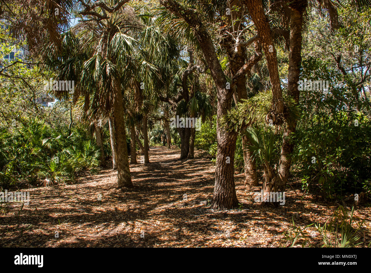 Shaded pathway, Florida Stock Photo - Alamy