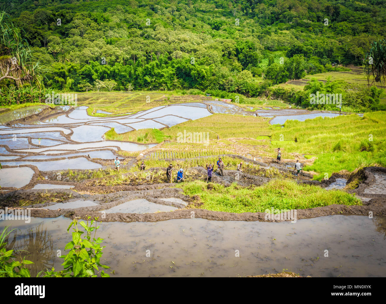 Farmers working on rice field hi-res stock photography and images - Alamy