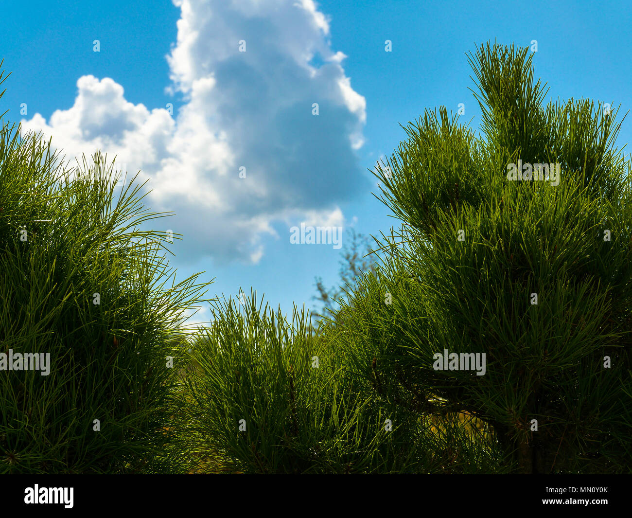 Beautiful fresh green needle trees in front of blue sky with a cloud on ...