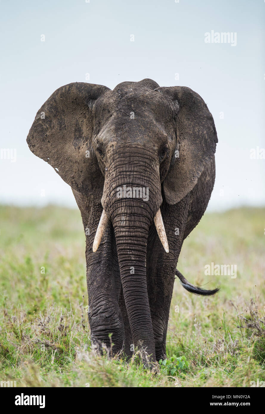 Big elephant in the savanna. Africa. Tanzania. Serengeti National Park ...