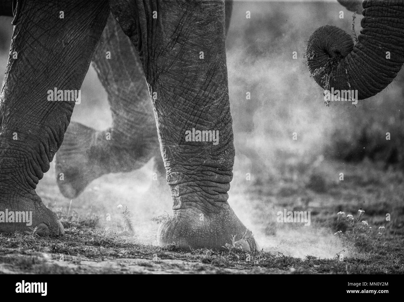 African parks elephant hi-res stock photography and images - Alamy