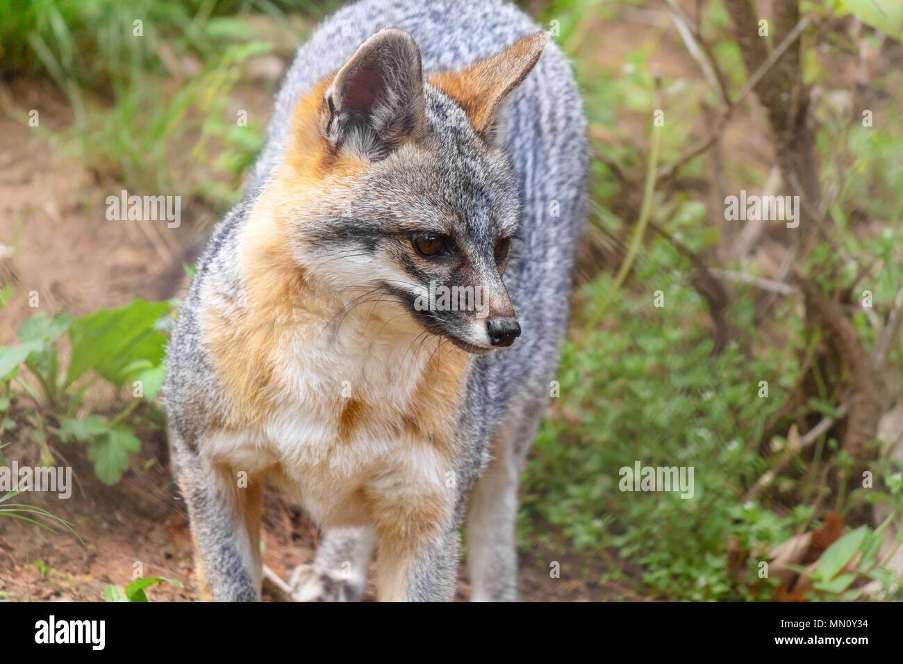 Wnc nature center hi-res stock photography and images - Alamy
