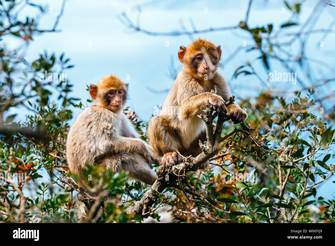 Portrait of a young macaque. Macaques are one of the most famous ...