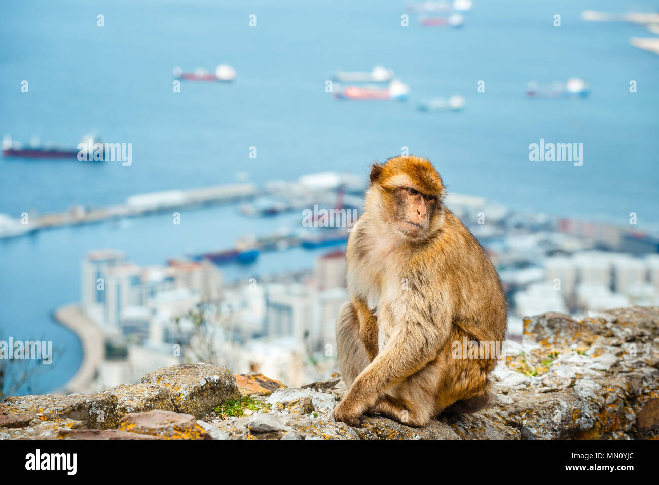 Portrait of a wild female macaque. Macaques are one of the most famous ...