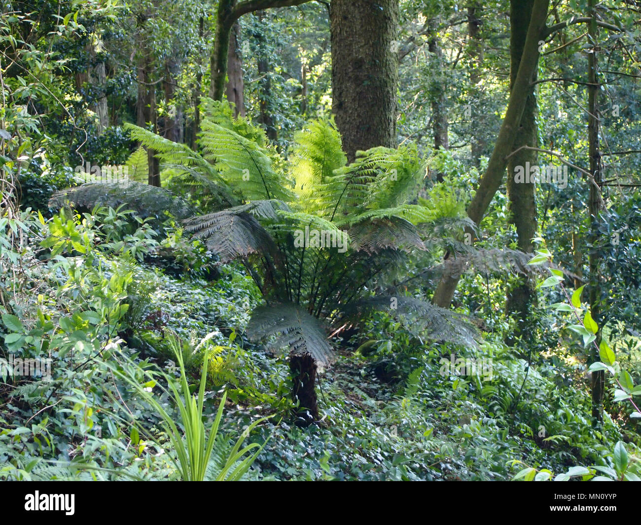 Arborescent ferns and other tropical plants in Parque da Pena Botanical ...