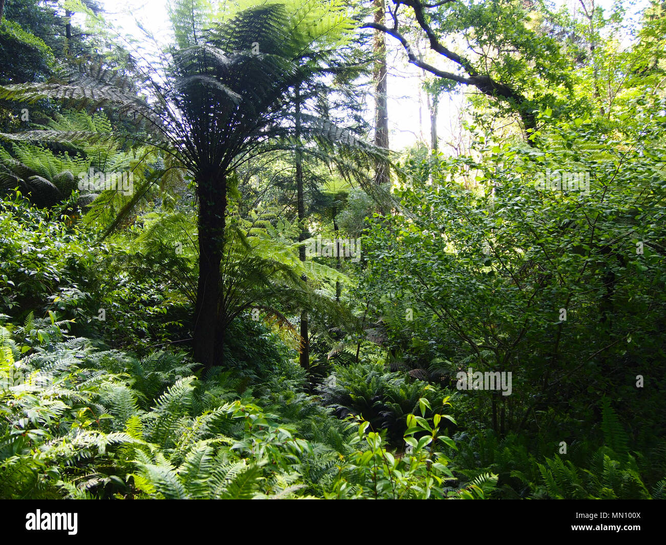 Arborescent ferns and other tropical plants in Parque da Pena Botanical ...