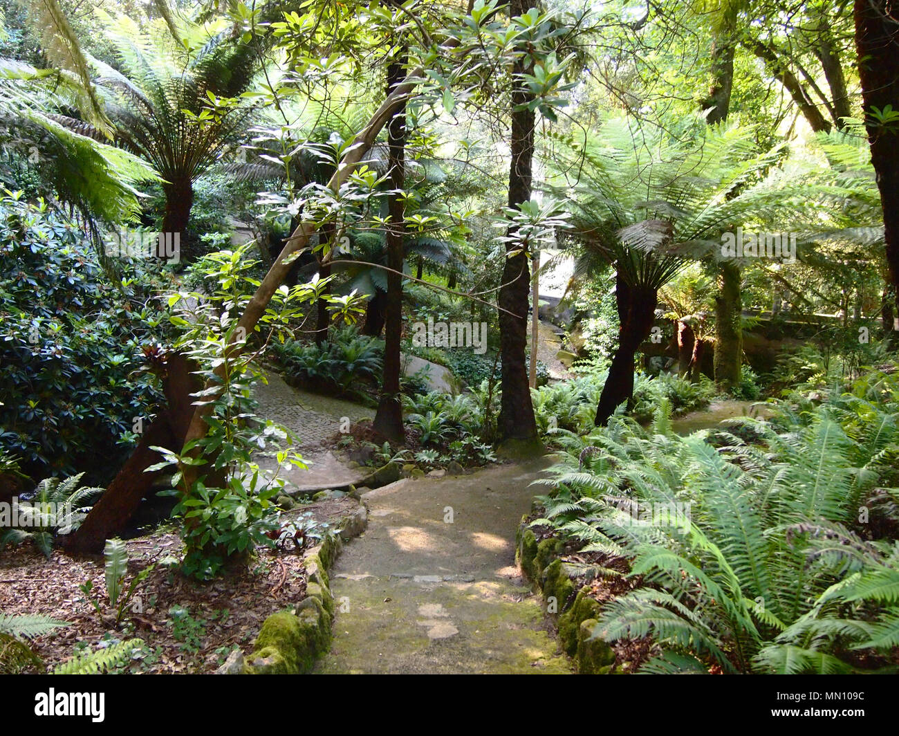Arborescent ferns and other tropical plants in Parque da Pena Botanical ...